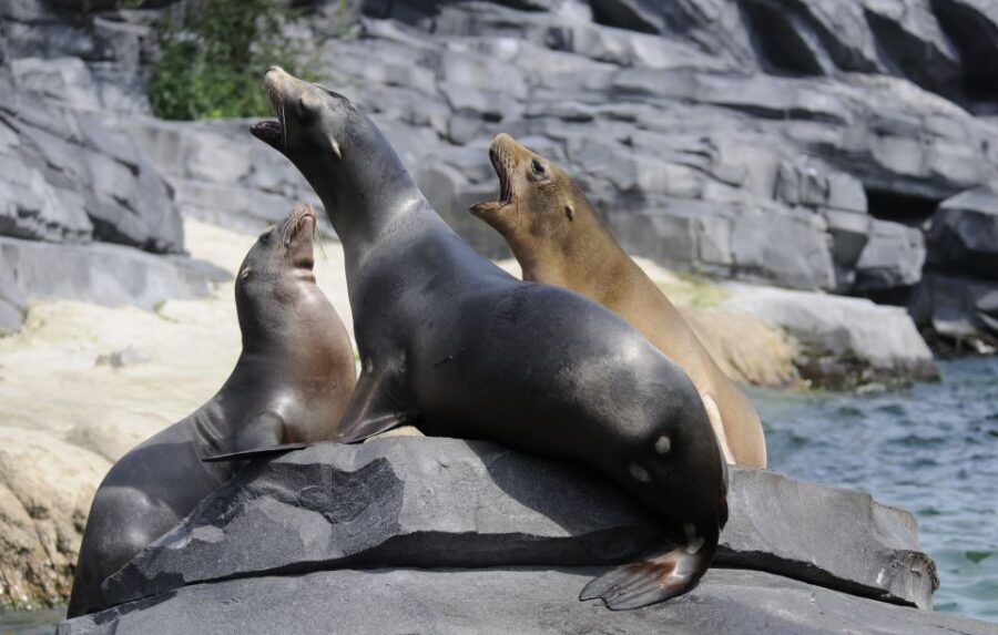 Emmen: Wildlands Adventure Zoo and Rimbula River Boat Ride - Authentic Visitor Perspectives