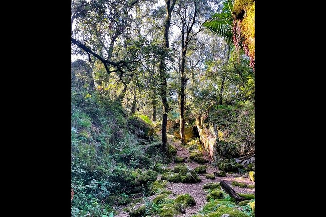 Enchanted Forest Hike and Wine Tasting Private Tour - Introduction: Discovering the Enchantment of Korcula