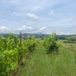 Eno-Gastronomic Tour: from the Royal Palace of Venaria Reale to the Susa/Sangone Valley - What to Expect During the Tour