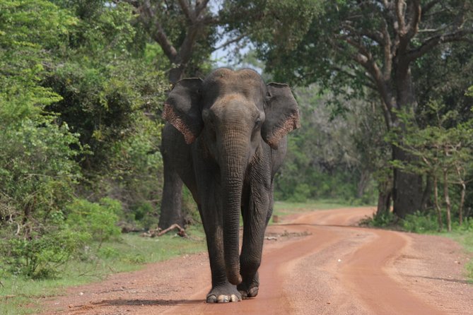 Evening Safari - Yala National Park with Janaka safari - 02.00 pm to 06.30 pm - Introduction: An Authentic Nighttime Wildlife Adventure in Yala