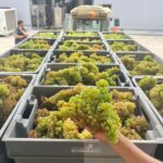 Exclusive 5-wine tasting - Is This Tour Worth the Price?