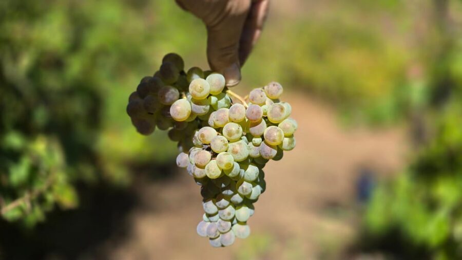 Exclusive Vinho Verde (Green Wine) experience & lunch - What Makes This Tour Stand Out