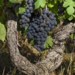 Exclusive Wine Tour: Sardinian Winery + Round-Trip Transfer - Final Thoughts