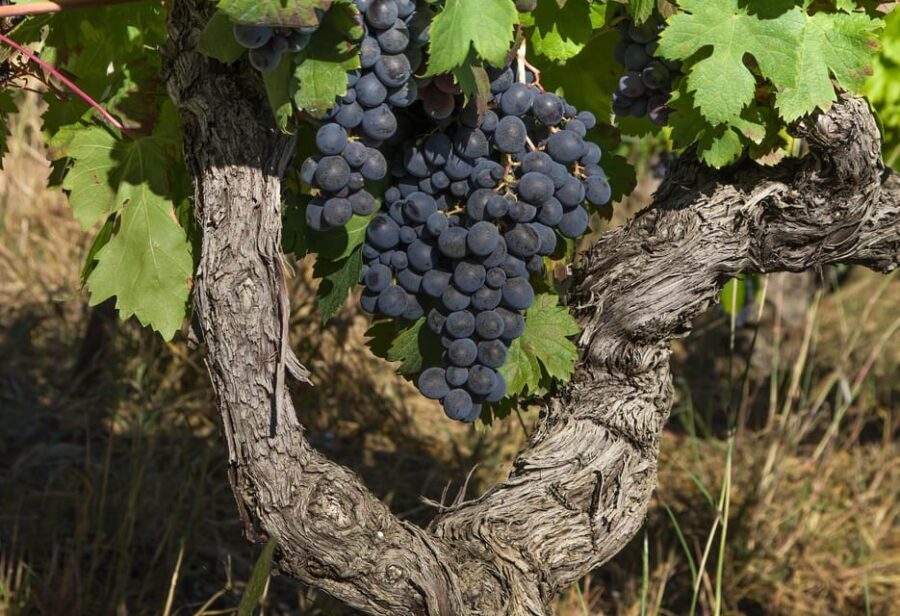 Exclusive Wine Tour: Sardinian Winery + Round-Trip Transfer - Final Thoughts