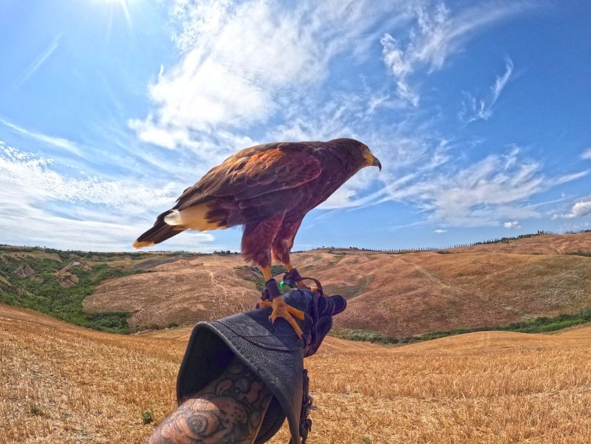 Experience with birds of prey in Tuscany - The Itinerary and What You Can Expect