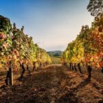 Explore & Savor: Dynamic Wine Tasting at Cantina Moscone - Why This Tour Works