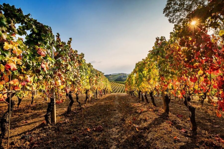 Explore & Savor: Dynamic Wine Tasting at Cantina Moscone - Why This Tour Works