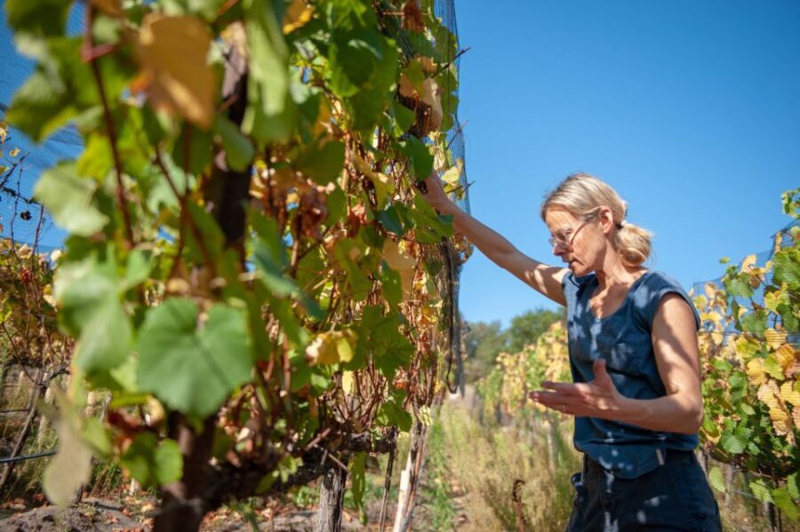 Explore the Secrets of Wine and Olives in Rethymno - Practicalities and Value