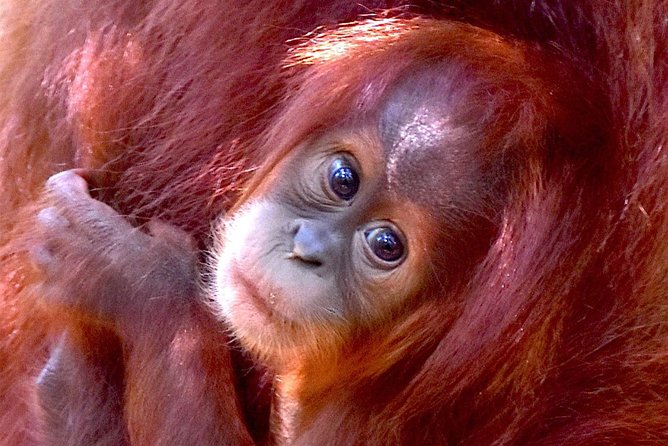 FAMILY JUNGLE TOUR: Orangutan Trek (4-hours hike) by EcoTravel Bukit Lawang - Family Jungle Tour: Orangutan Trek (4-hours hike) by EcoTravel Bukit Lawang