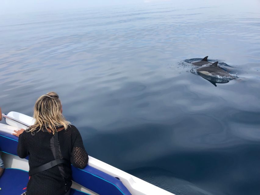 Faro: Dolphin and Wildlife Watching in the Atlantic Ocean - Who Will Love This Tour?