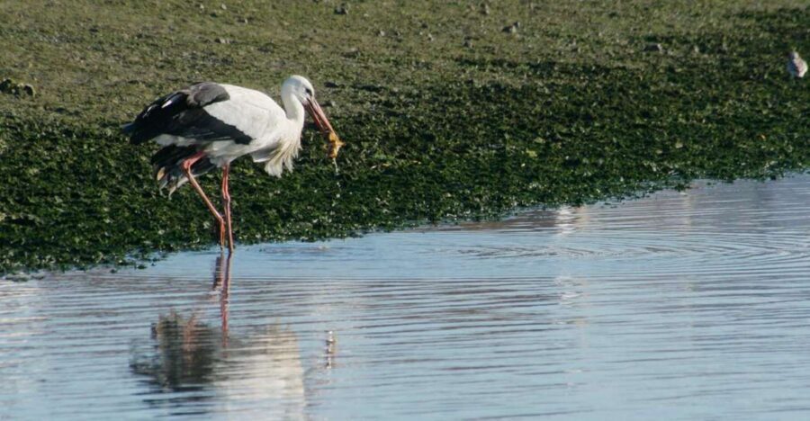 Faro: Eco-Friendly Ria Formosa Bird Watching in Solar Boat - What to Expect on the Tour