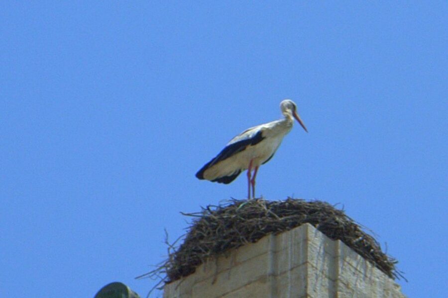 Faro Private Walking Tour - Discovering Faros Layers of History