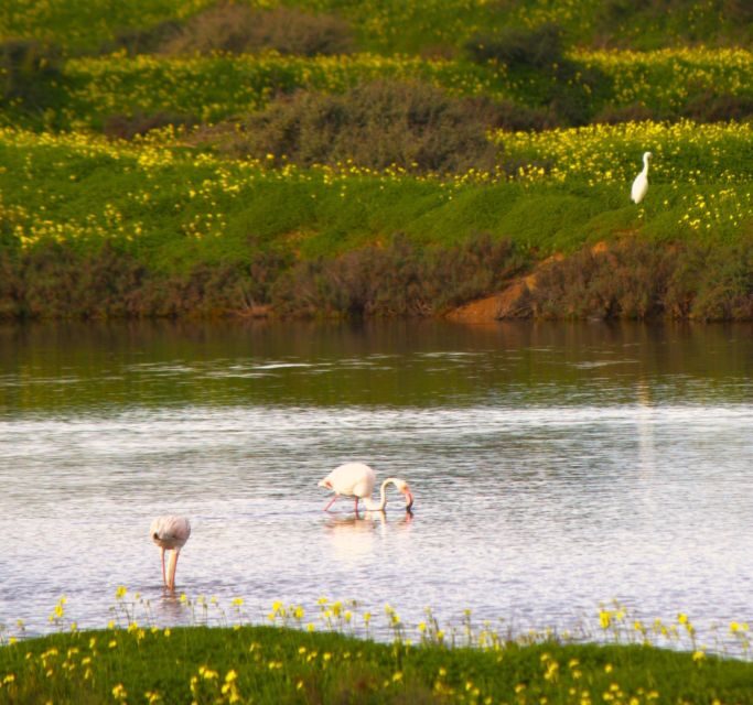 Faro: Pudim Real Boat Tours 6h guided boat tour Ria Formosa - What Makes This Tour Stand Out