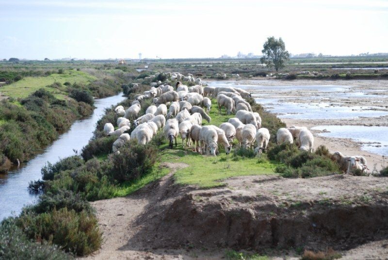 Faro: Ria Formosa Natural Park Segway Tour & Birdwatching - Authentic Insights from Travelers