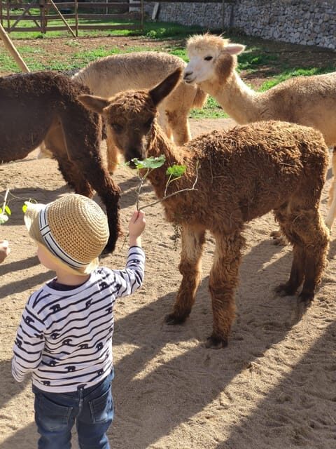Felanitx, Mallorca: Alpacas Close-Up Experience - Detailed Breakdown of the Experience
