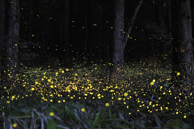 Fireflies Tour and Batu Cave Visit with Boat Ride and Seafood Dinner - What the Tour Entails: A Full Breakdown