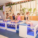 Fish Spa Experience - How the Experience Is Structured