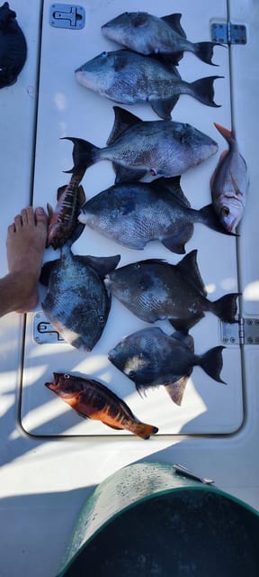 fishing charter 4h - Exploring Tenerife’s Coastline on a 4-Hour Fishing Charter: An Authentic Sea Adventure
