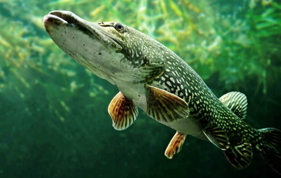 Fishing Guide Southtyrol-Trento: Pike, Perch, Trout - The Balance of Value and Authenticity