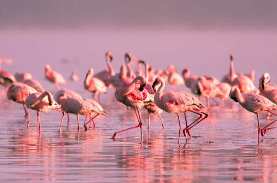 Flamingo-Birdwatching in the Ebro Delta at Sunset - Value and Pricing