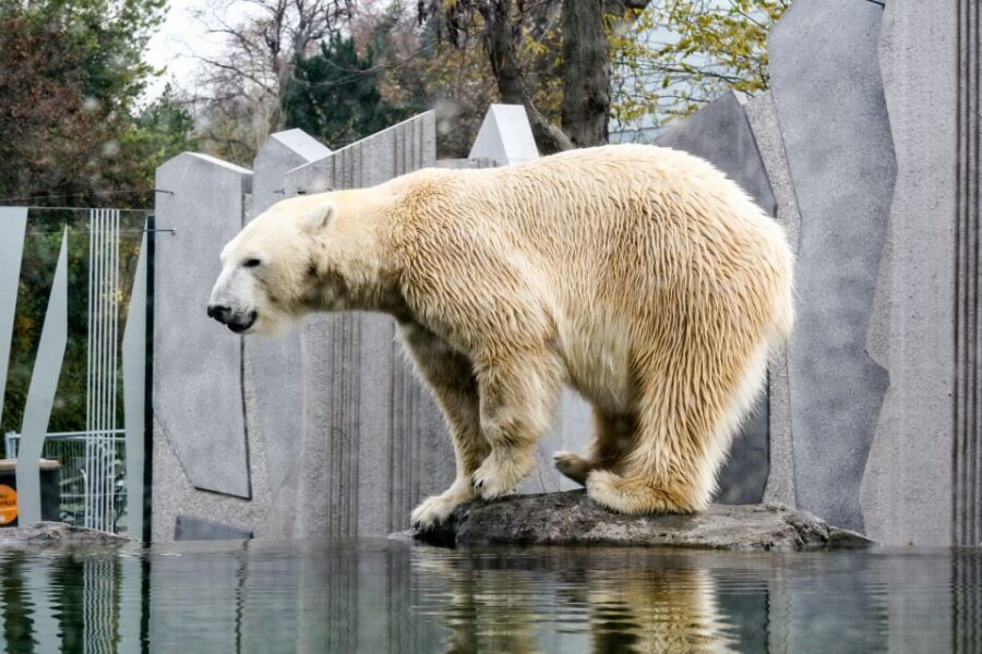 Flexible Private Transport to Schönbrunn Zoo Vienna - Why This Private Transport Is a Great Choice