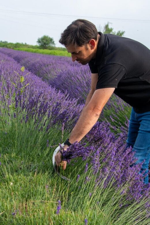 Flowers picking and essential oil distillation workshop - Logistics: What You Need to Know