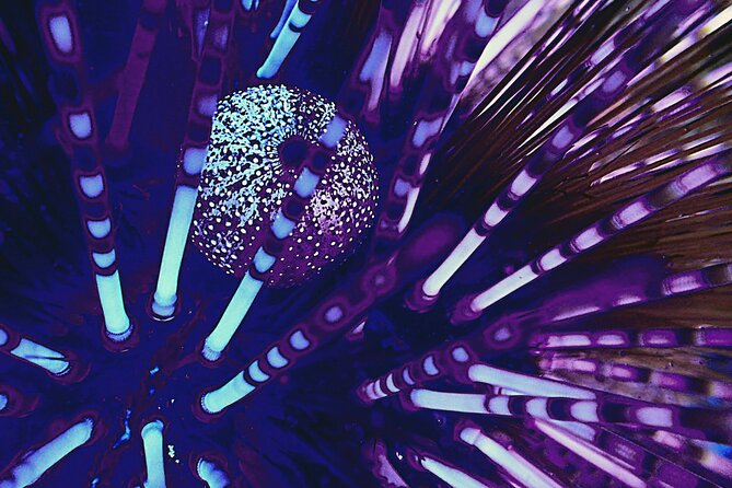 Fluorescent snorkeling with ultraviolet flashlights - Key Points