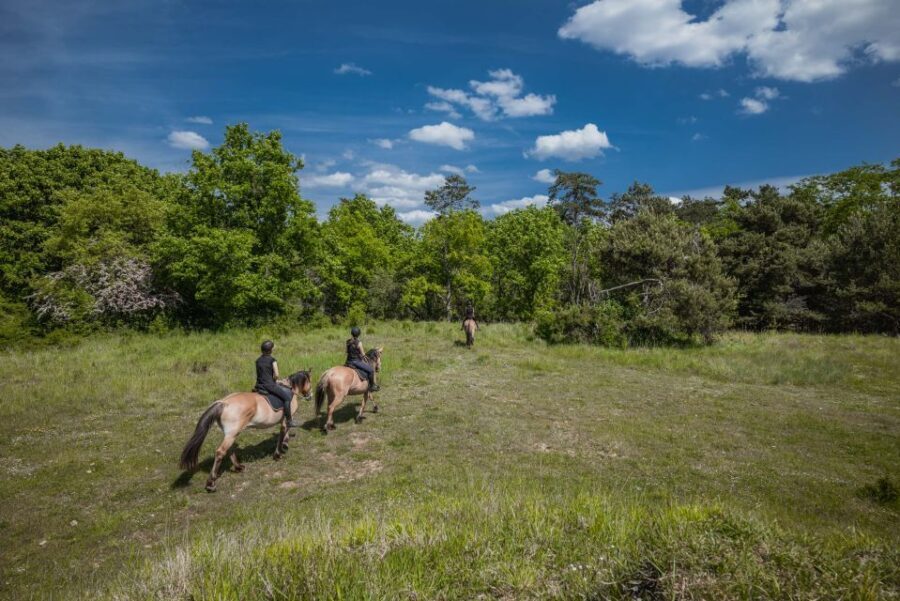 Fontainebleau : Horse-riding, Gastronomy & Château - Analyzing the Value
