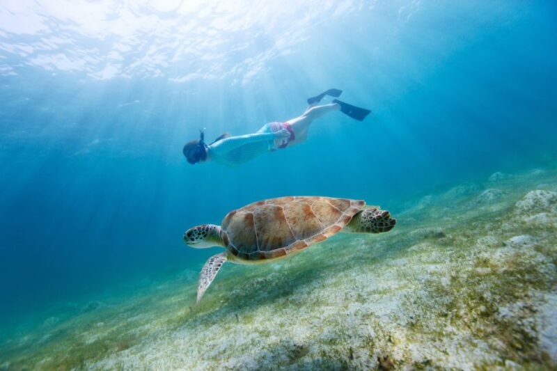 Fort Walton Beach: Morning Dolphin Cruise with Snorkel Stop - Key Points