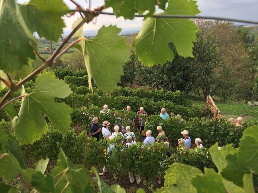 Frascati: 2-Hours Wine and Oil Tasting with Vineyards Tour - Who Will Love This Tour?