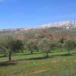 From Aix-en-Provence: Half-day Wine Tour Cezanne Countryside - The Sum Up