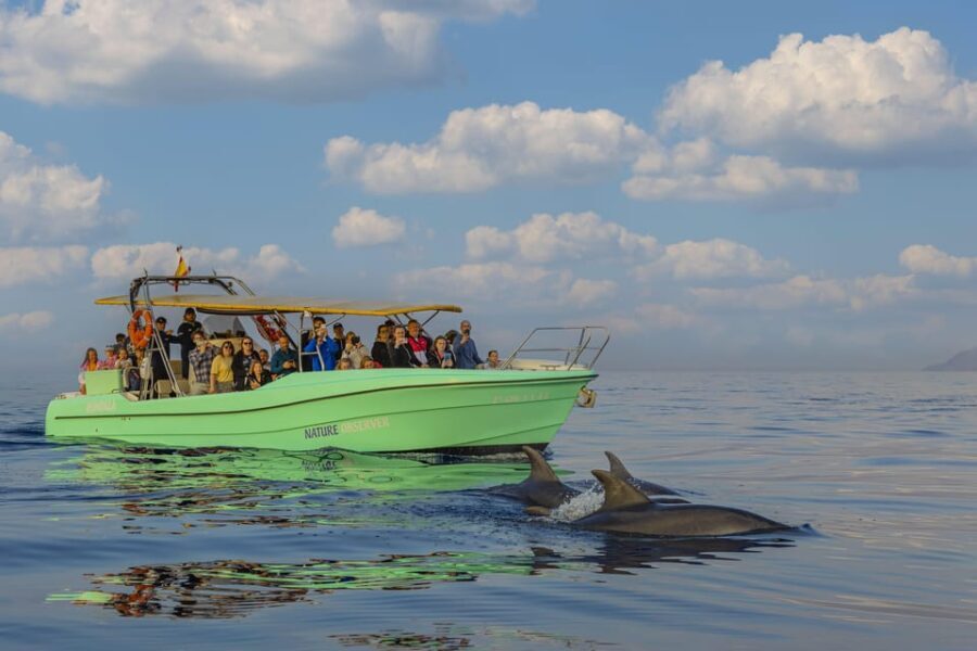 From Alcudia: Sunrise Dolphin Watching Boat Tour - Practical Tips for Travelers