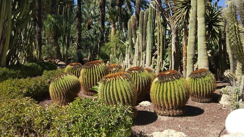 From Alicante: Tour to the National Botanical Garden - Final Thoughts