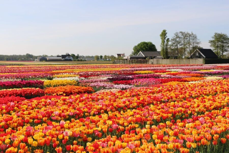 From Amsterdam: Keukenhof Gardens & Tulip Experience Tour - Practical Details and Tips for Travelers