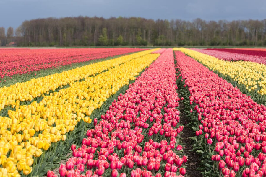 From Amsterdam: take the famous Tulip route tour - What’s Included and What’s Not