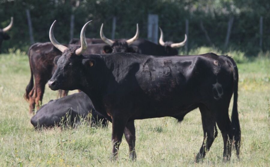 From Arles: Half-Day 4x4 Camargue Safari - Exploring the Camargue Landscape in Comfort and Style