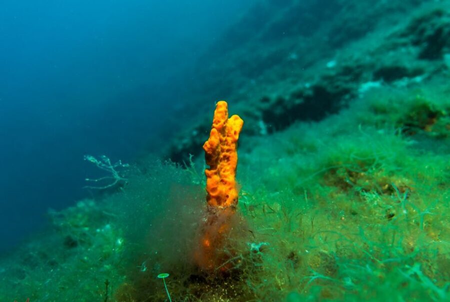 From Athens: Scuba Diving at the Blue Hole - The Value of Guided Diving