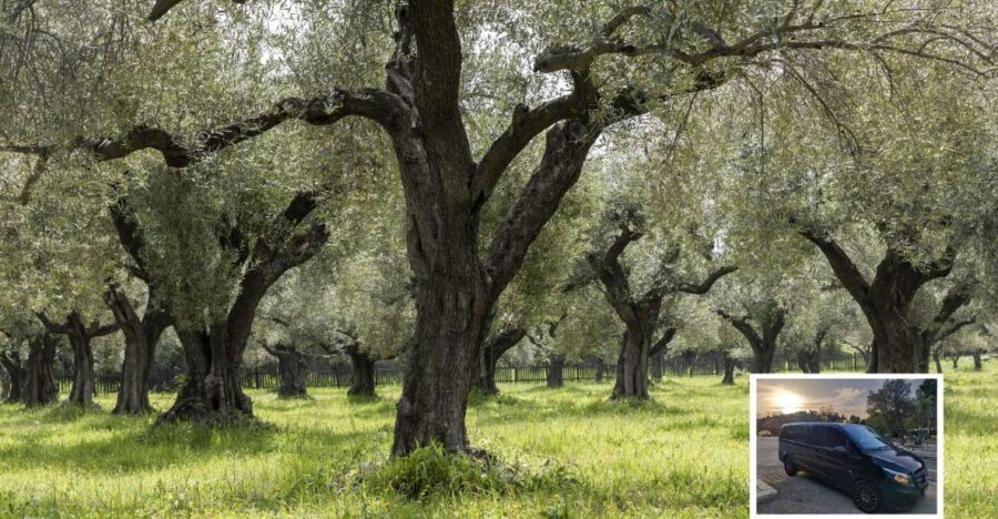 From Athens: Wine, Oil, & Cheese Tasting in Nemea & Argolis - A Deep Dive into the Day