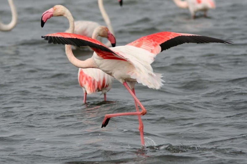 From Avignon: Camargue Tour with Pont de Gau Bird Park Entry - An In-Depth Look at the Camargue Experience