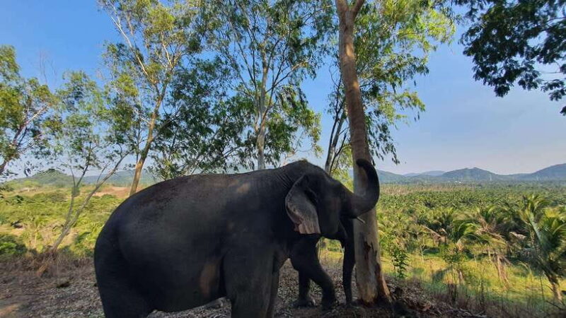 From Bangkok: Living Green Elephant Sanctuary Day Trip - Key Points