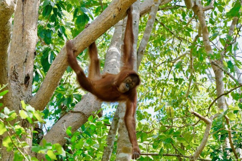 From Bangkok: Wildlife Rescue and Elephant Rescue Tour - Key Points