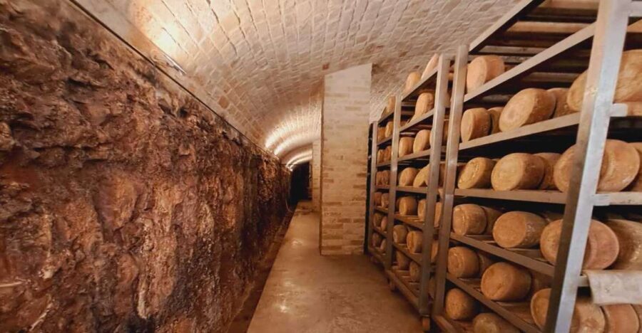 From Bari: Burrata cheese experience in a local dairy farm - Itinerary Breakdown