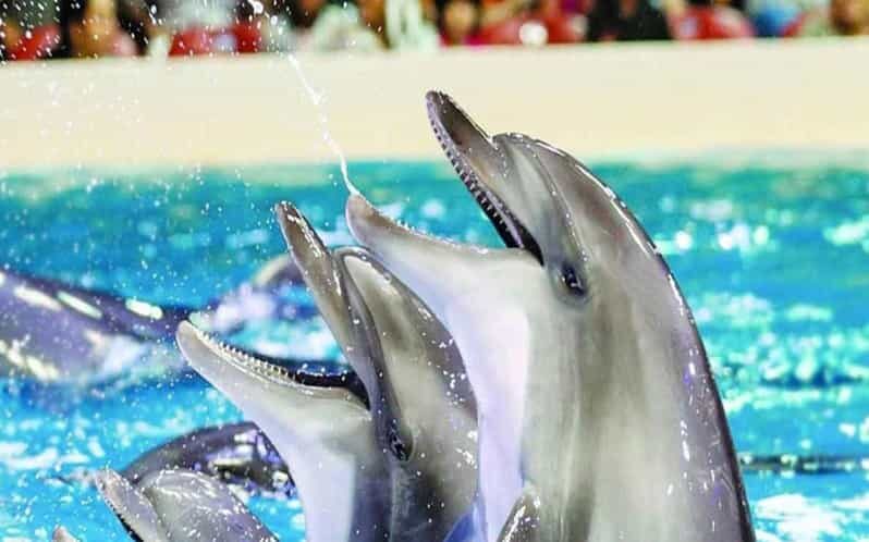 From Belek: Dolphin Show with Transfers - An In-Depth Look at the Dolphin Show Experience