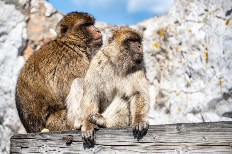 From Benalmadena: Gibraltar Day Trip - Return Journey and Reflection