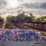 From Bologna: Wine Tasting and Vineyard Tour - The Vineyard Tour