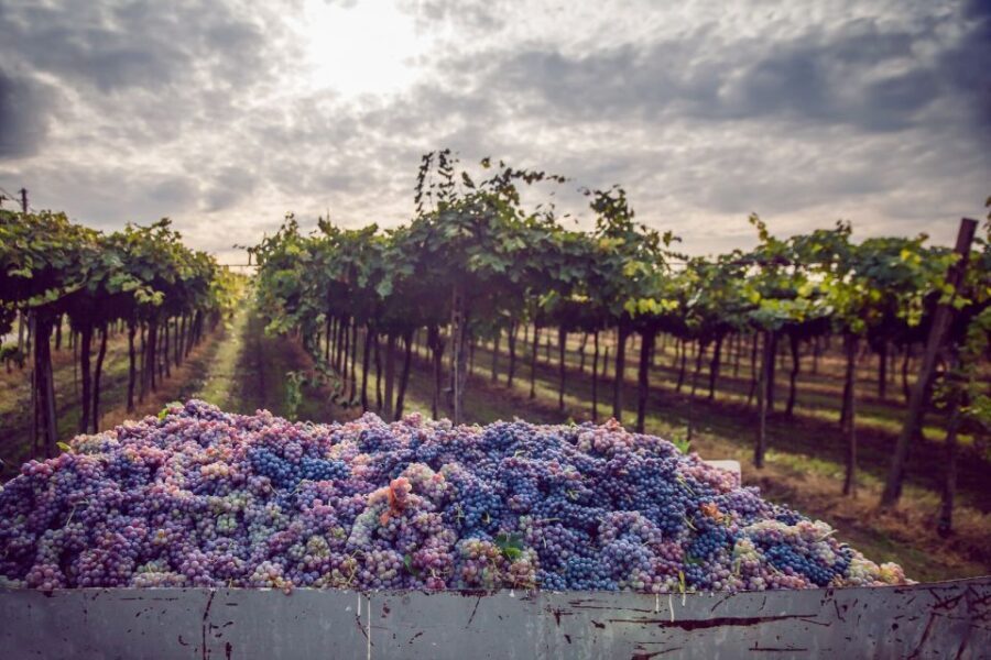 From Bologna: Wine Tasting and Vineyard Tour - The Vineyard Tour