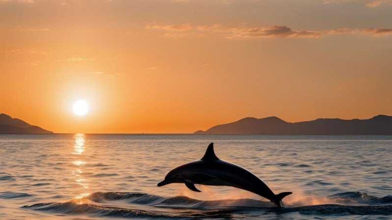 From Cagliari: sunset dolphin watching tour - FAQ