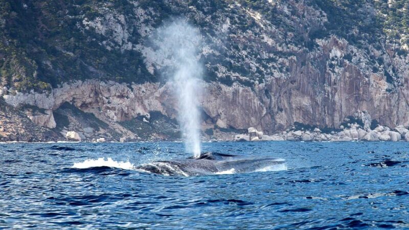 From Cala Gonone: naturalistic excursion on a RIB - Key Points