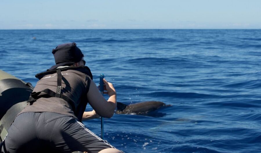 From Calheta: Madeira Whale and Dolphin Watching Boat Tour - In The Sum Up