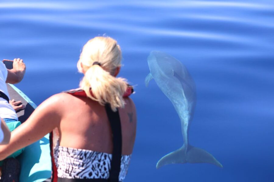 From Calheta: Whale and Dolphin Watching RIB Boat Tour - Who Would Enjoy This Tour?